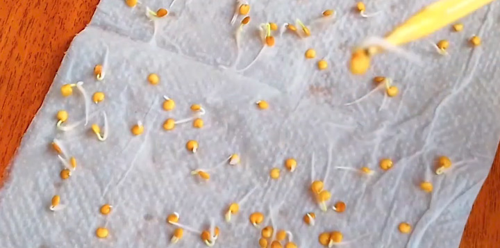 Jak správně zasít semena paprik: kdy, jak klíčit, jak dlouho trvá klíčení - Vse Roste